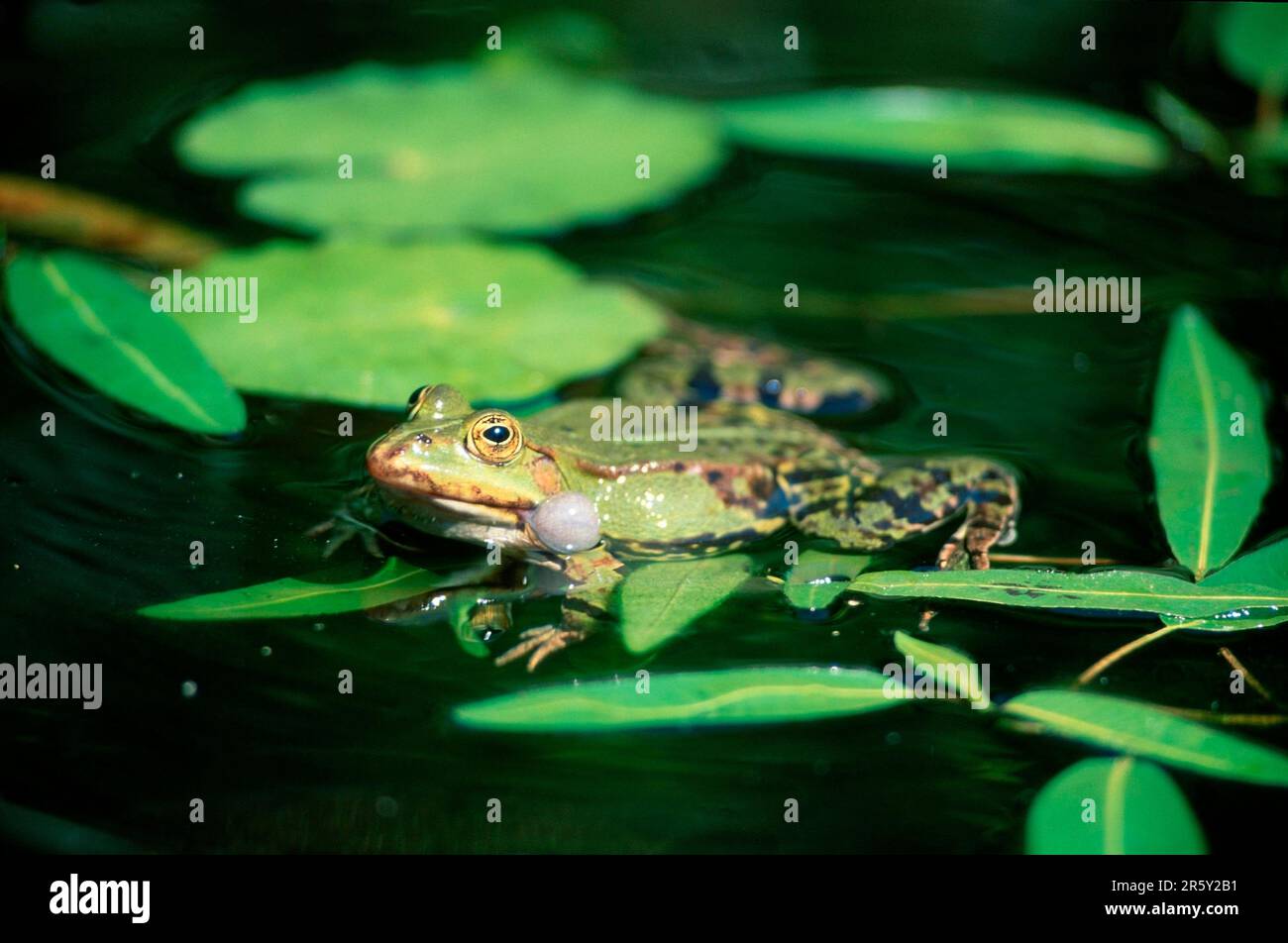Edible Frog (Rana esculenta), Germany, frogs Stock Photo - Alamy