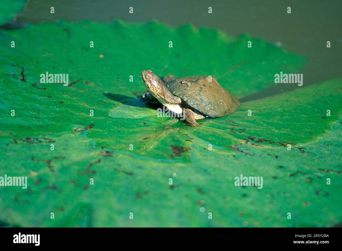 Helmeted Turtle (Pelomedusa subrufa), South Africa Stock Photo - Alamy