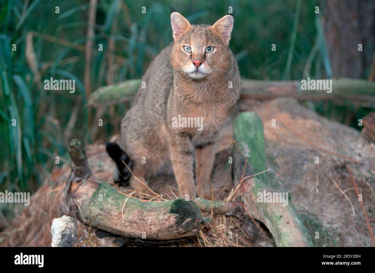 Cane cat, Jungle cat (Felis chaus), Swamp cat Stock Photo - Alamy