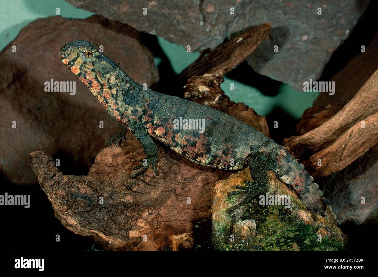 Chinese Crocodile Lizard (Shinisaurus crocodilurus Stock Photo - Alamy