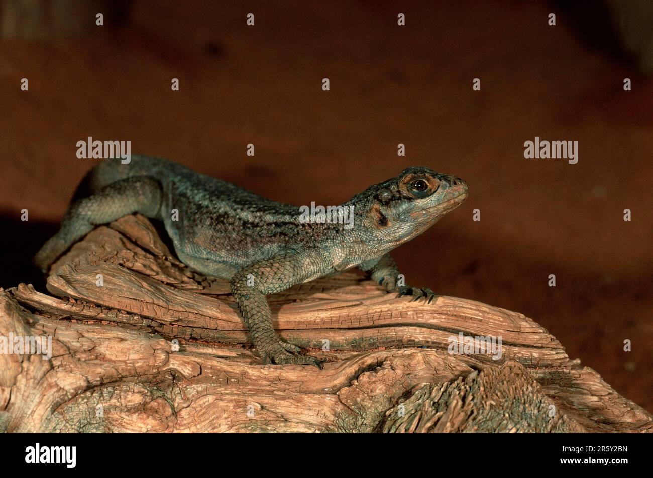 Four-toed slab lizard (Zonosaurus quadrilineatus Stock Photo - Alamy