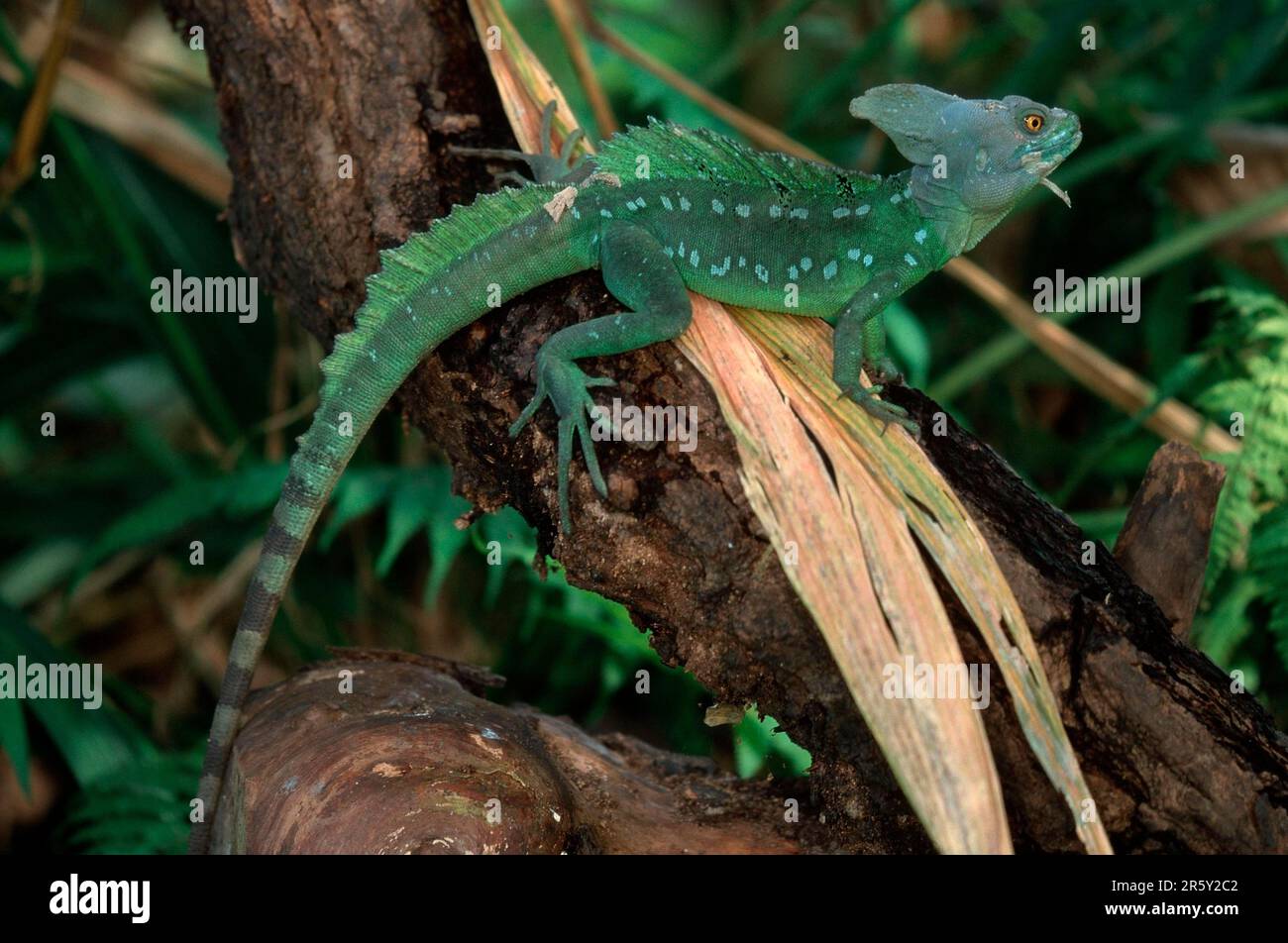 Green plumed basilisk (Basiliscus plumifrons Stock Photo - Alamy