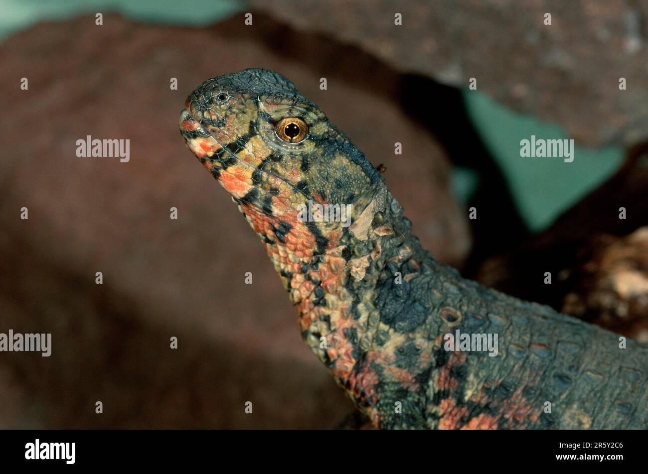 Chinese Crocodile chinese crocodile lizard (Shinisaurus crocodilurus ...