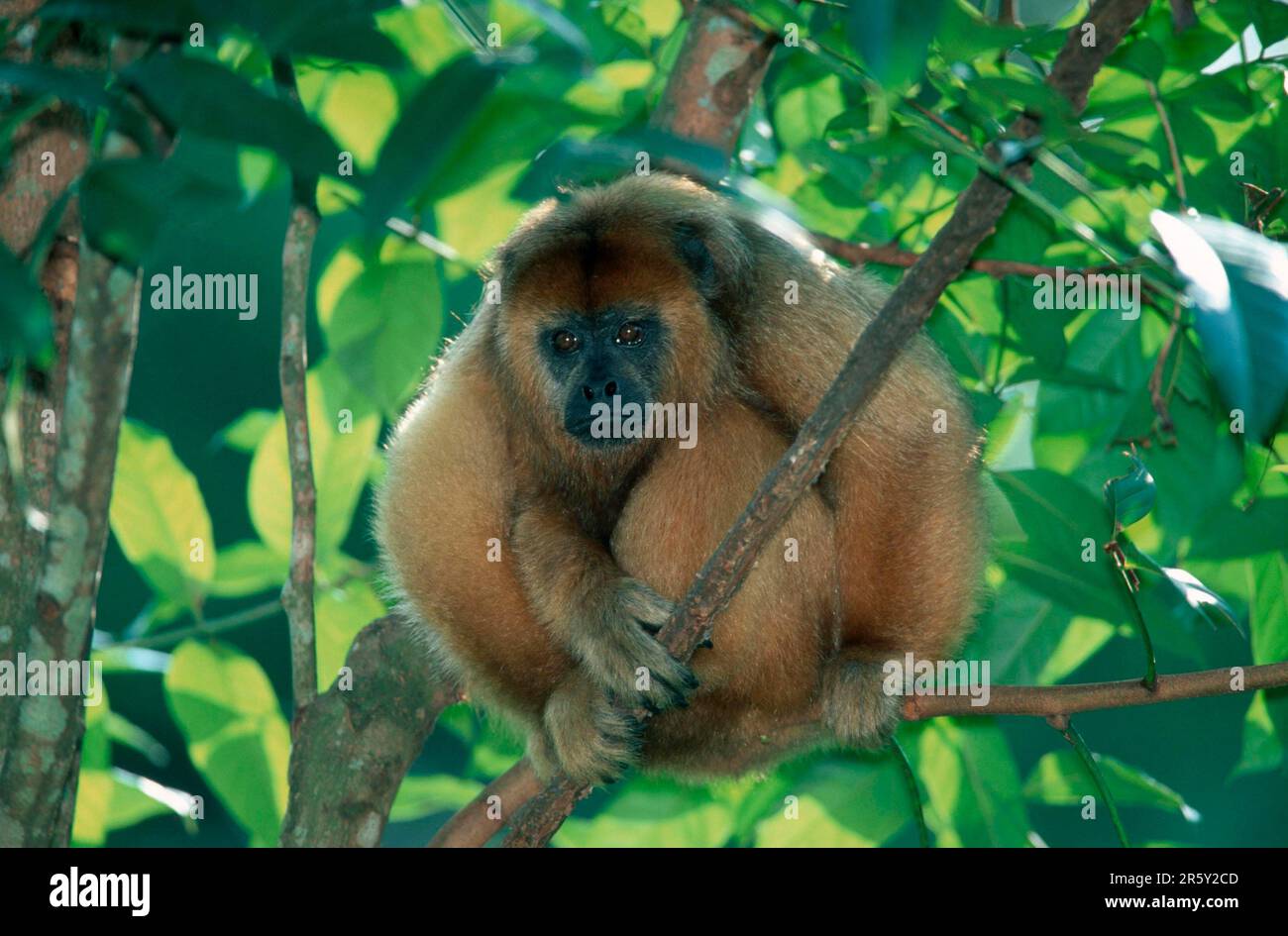 Black Howler (Alouatta caraya) Monkey, female, Schwarzer Bruellaffe ...