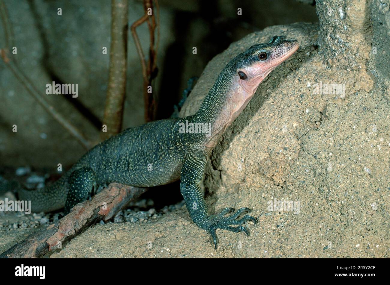 Sepik monitor hi-res stock photography and images - Alamy