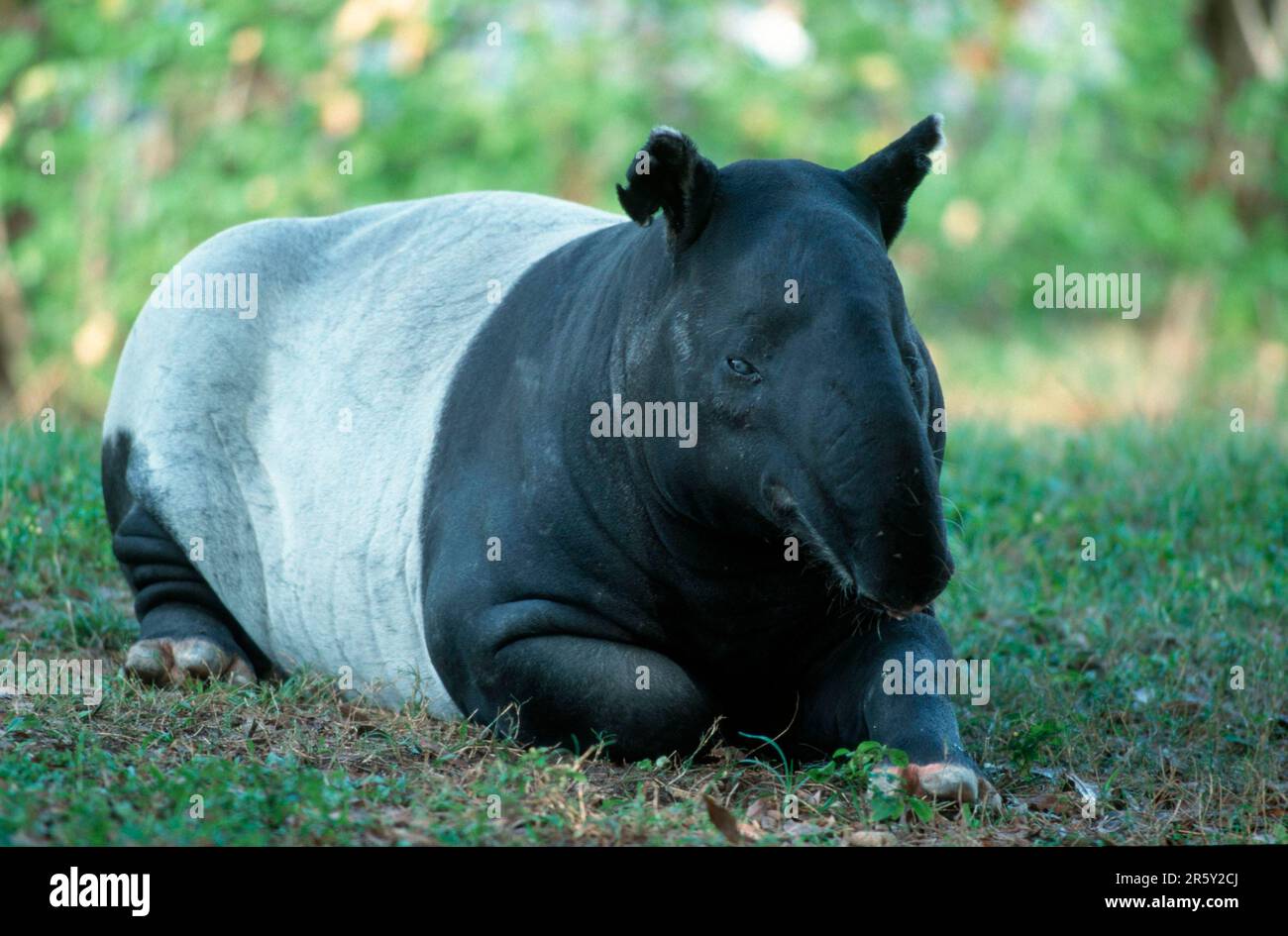 Asiatic Tapir (Tapirus indicus), Schabrackentapir Stock Photo - Alamy