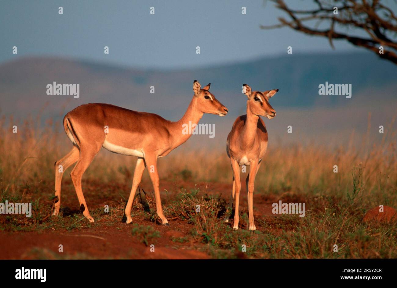 Impalas (Aepyceros melampus), females, Itala Game Reserve, South Africa ...