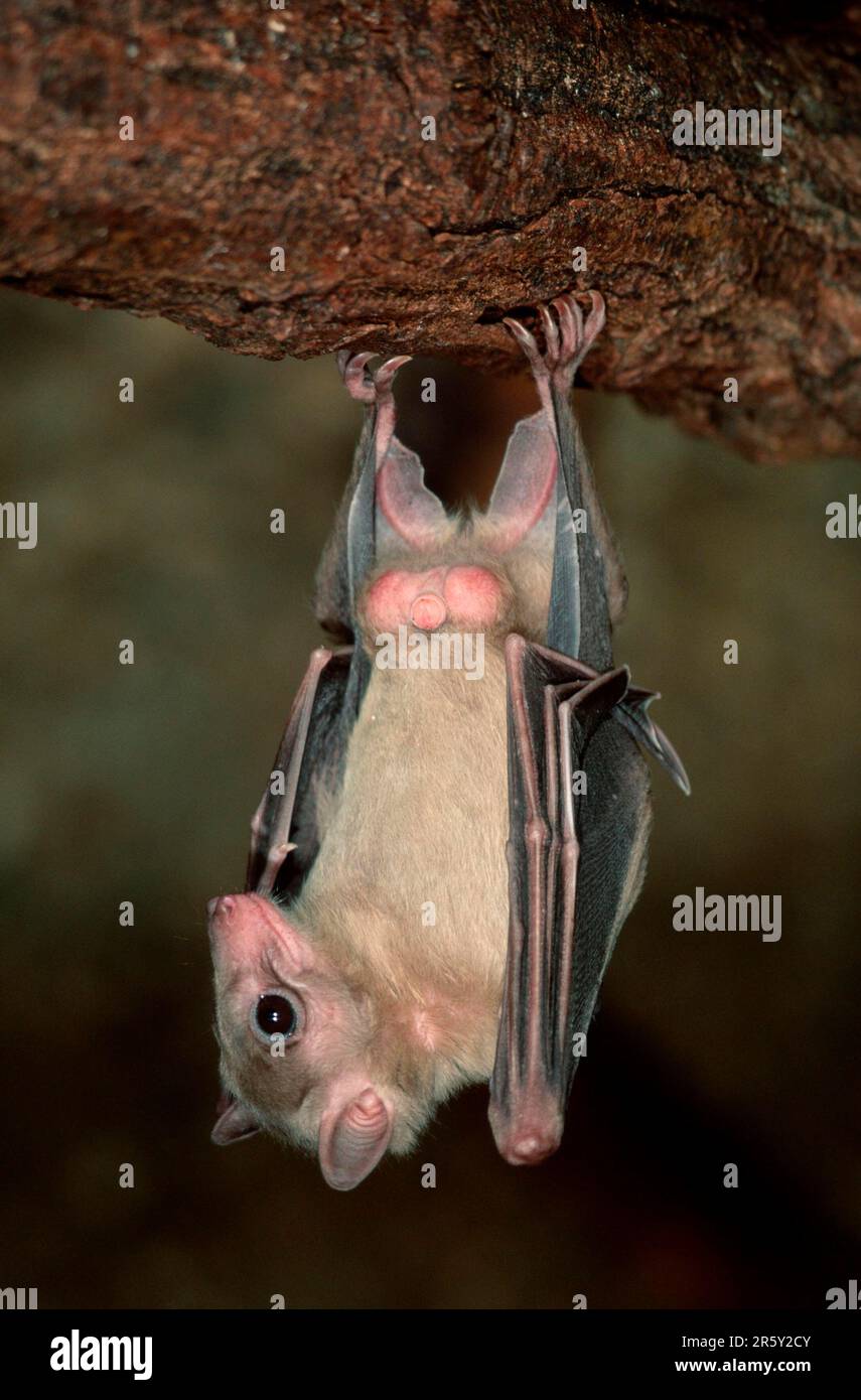 Egyptian egyptian fruit bat (Rousettus aegyptiacus), Egyptian Fruit Bat ...