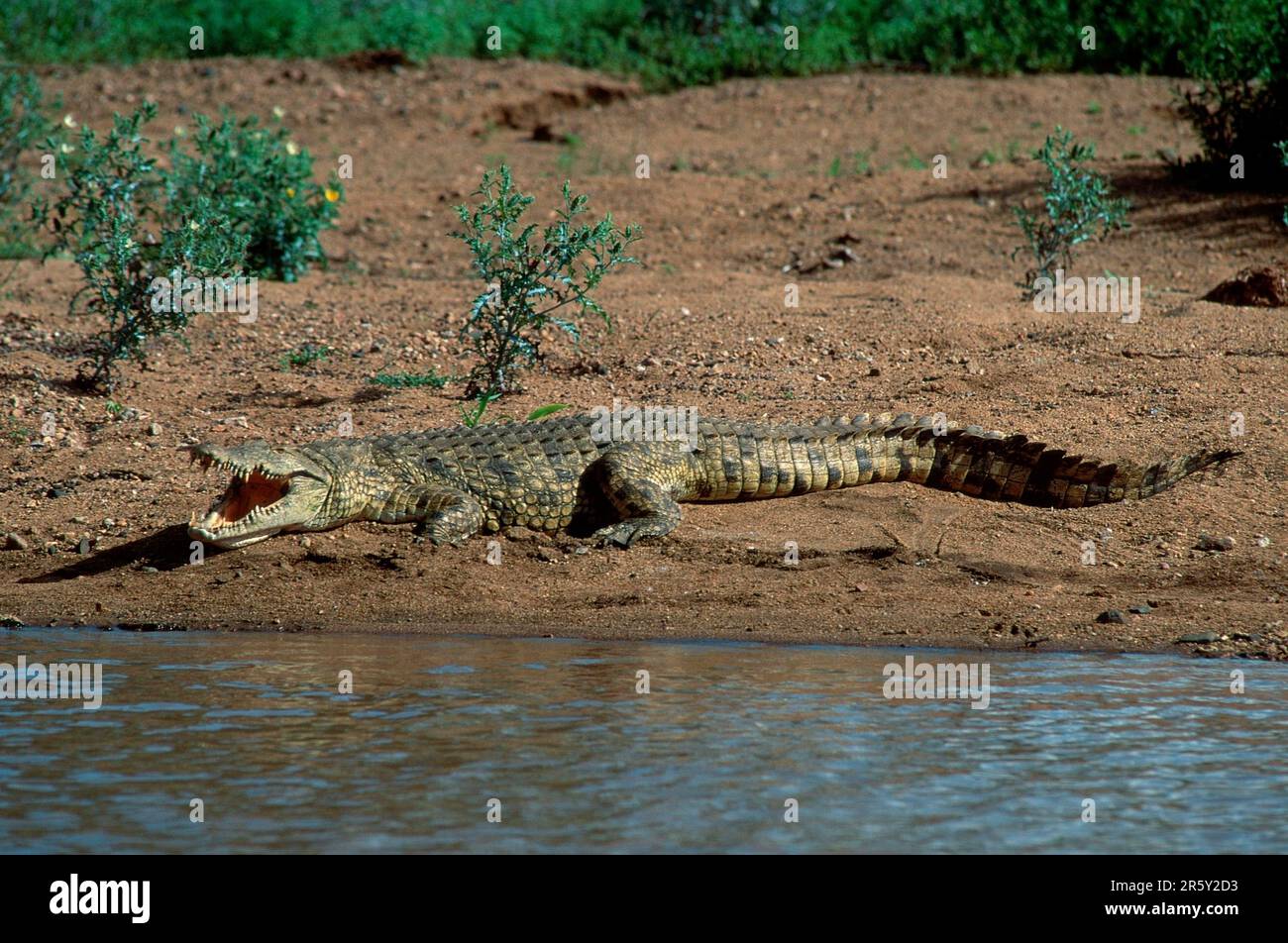 Nilotic crocodile, Kruger National Park, nile crocodile (Crocodylus ...