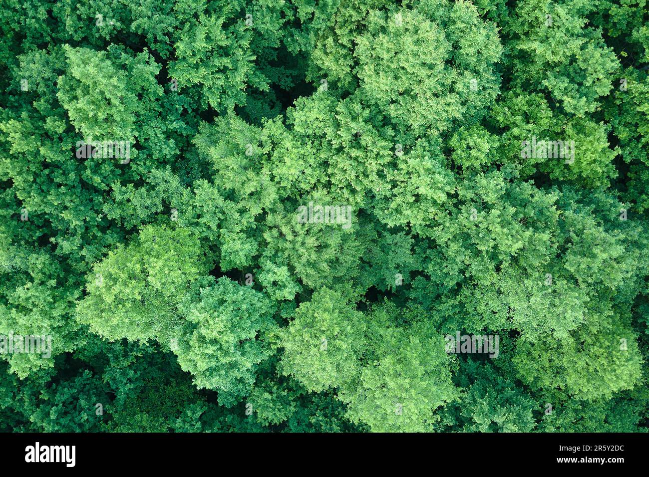 Top down flat aerial view of dark lush forest with green trees canopies ...