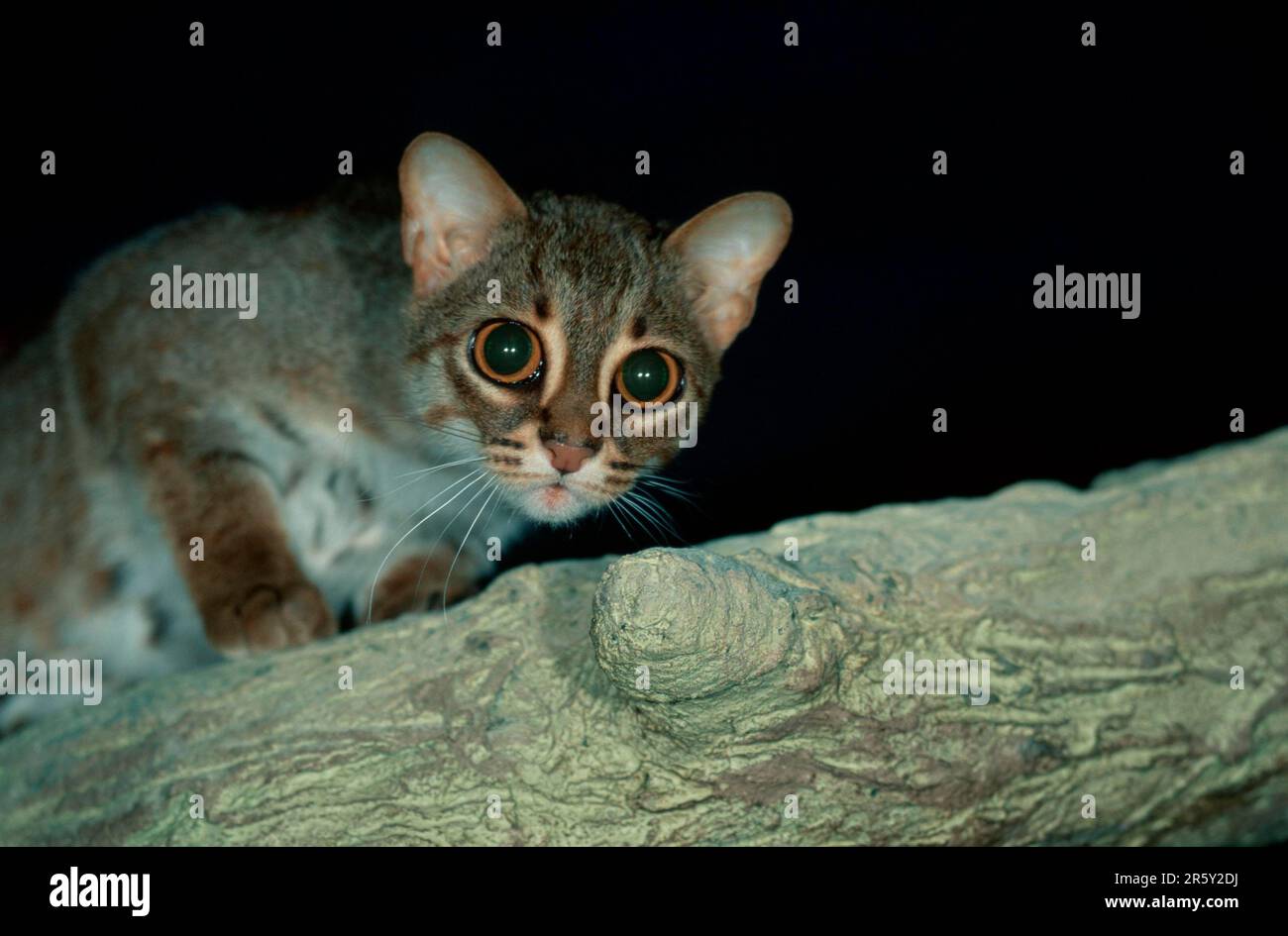 Rusty-spotted Cat (Prionailurus rubiginosus) (Felis rubiginosus Stock ...