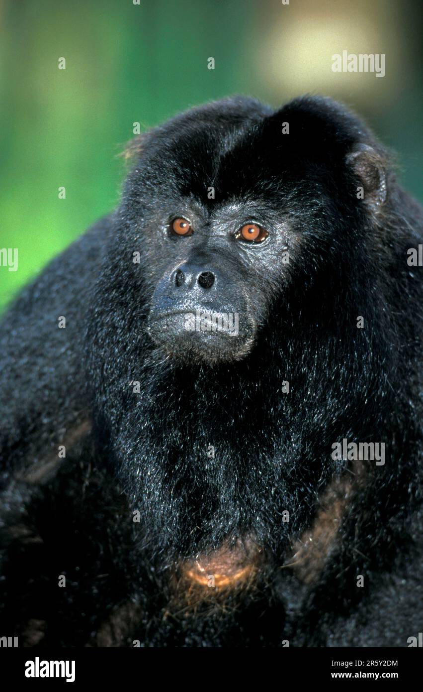 Black howler (Alouatta caraya), male Stock Photo - Alamy