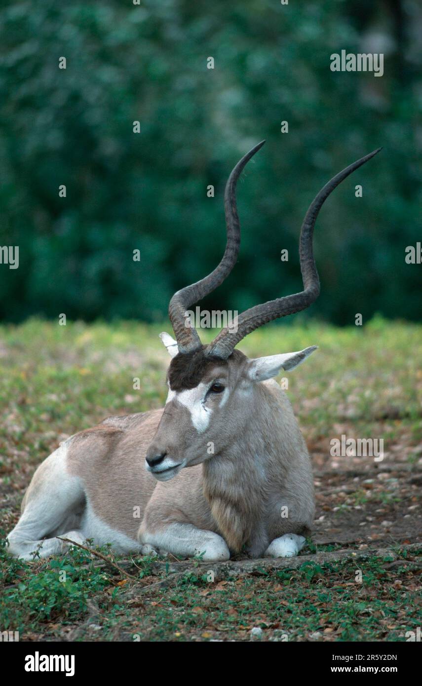 Addax (Addax nasomaculatus), addax, antelope Stock Photo - Alamy