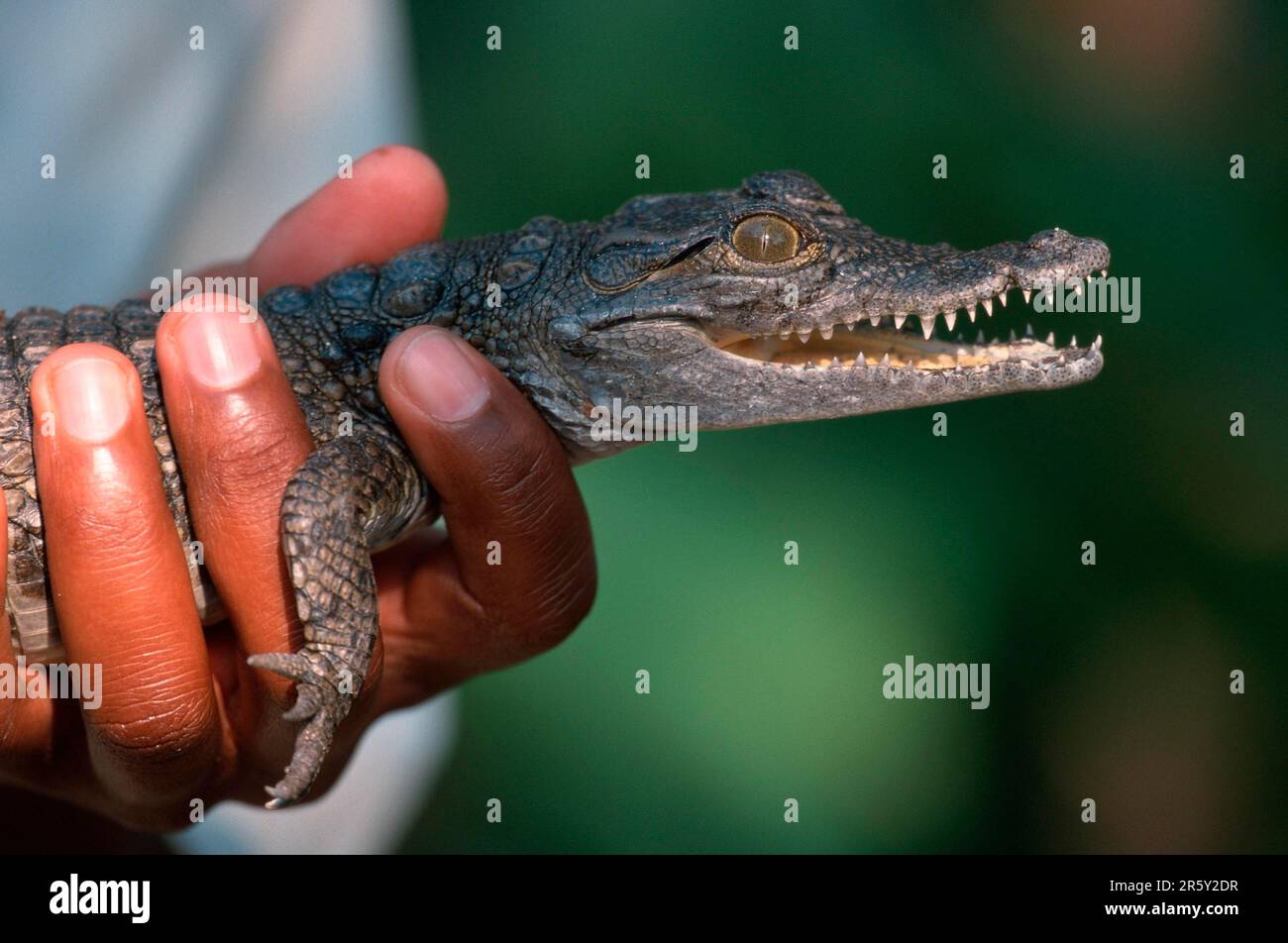Young Nilotic Crocodile in human hand, Zimbabwe, nile crocodile ...