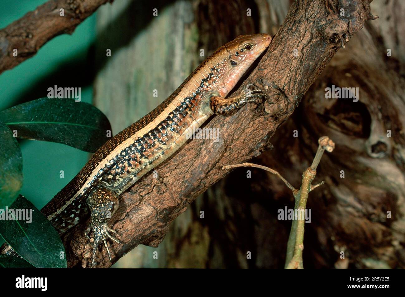 Madagascar Plated Lizard (Zonosaurus laticaudatus Stock Photo - Alamy