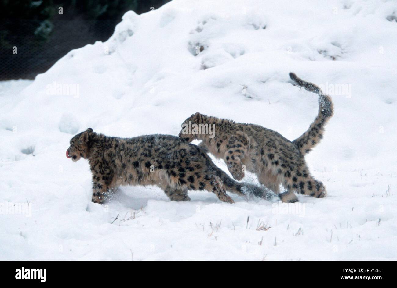 Snow leopards (Panthera ave crux spes unica (Unica unica), snow Stock ...