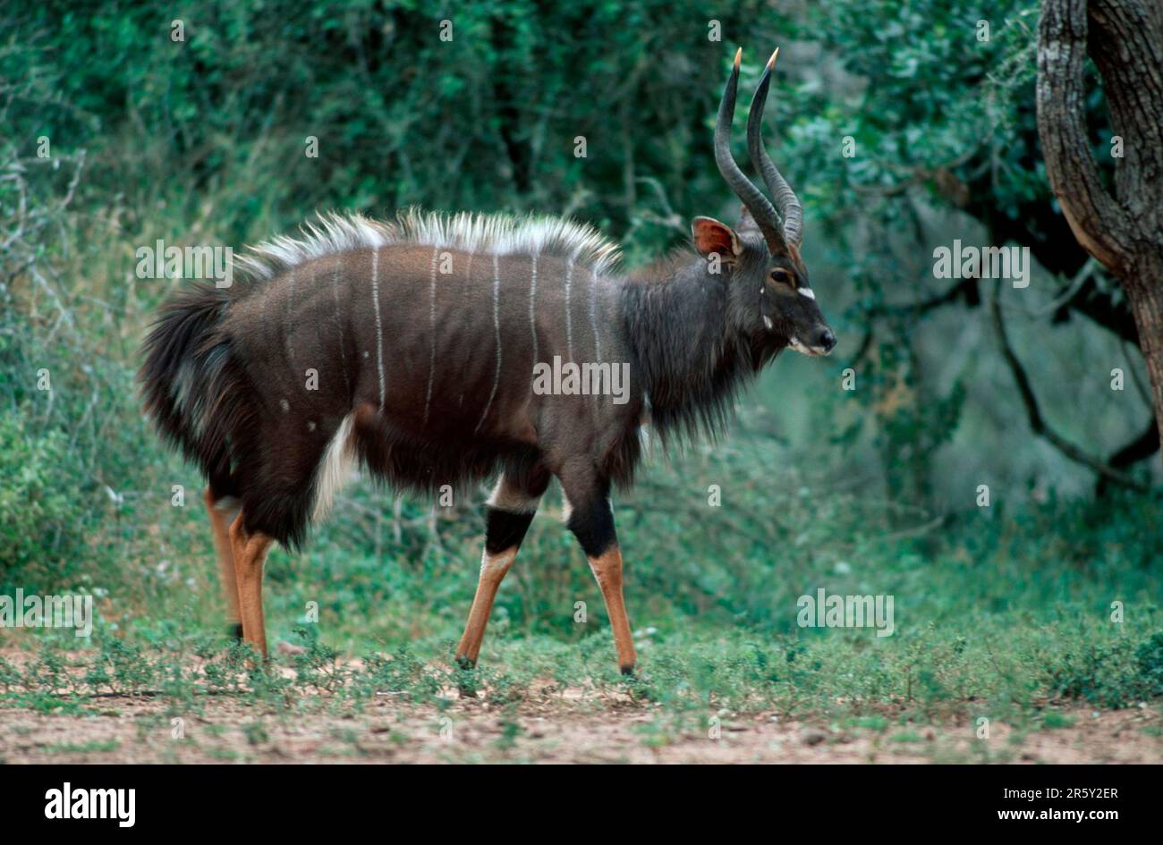 Nyala, male, Mkuzi Game Reserve, South Africa (Tragelaphus angasi ...