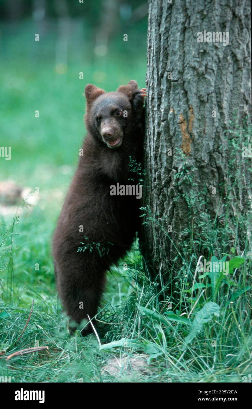 Juvenile black bear hi-res stock photography and images - Alamy