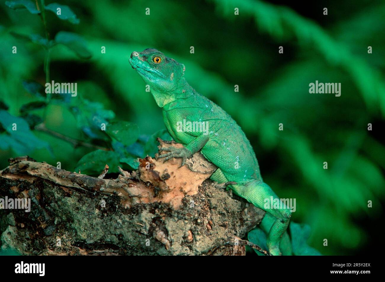 Green plumed basilisk (Basiliscus plumifrons Stock Photo - Alamy
