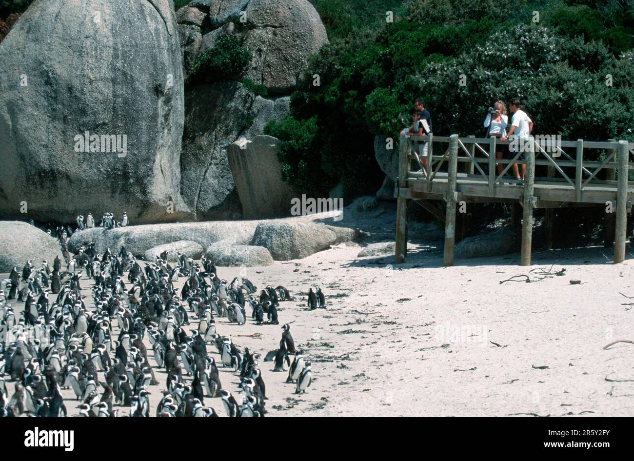 Tourists watching african penguin (Spheniscus demersus) South Africa ...