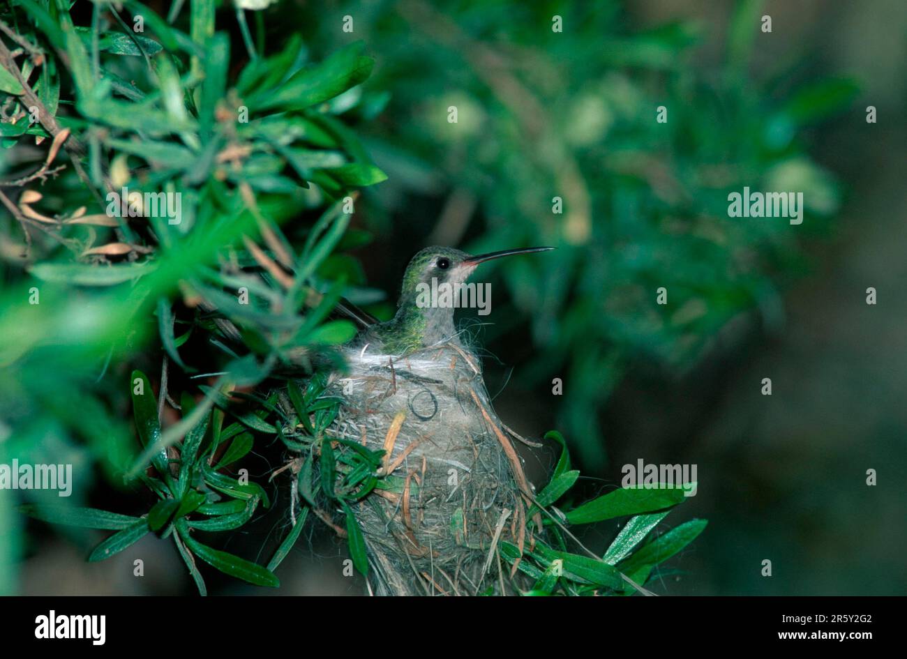 Broad-billed Hummingbird (Cynanthus latirostris), female on nest ...