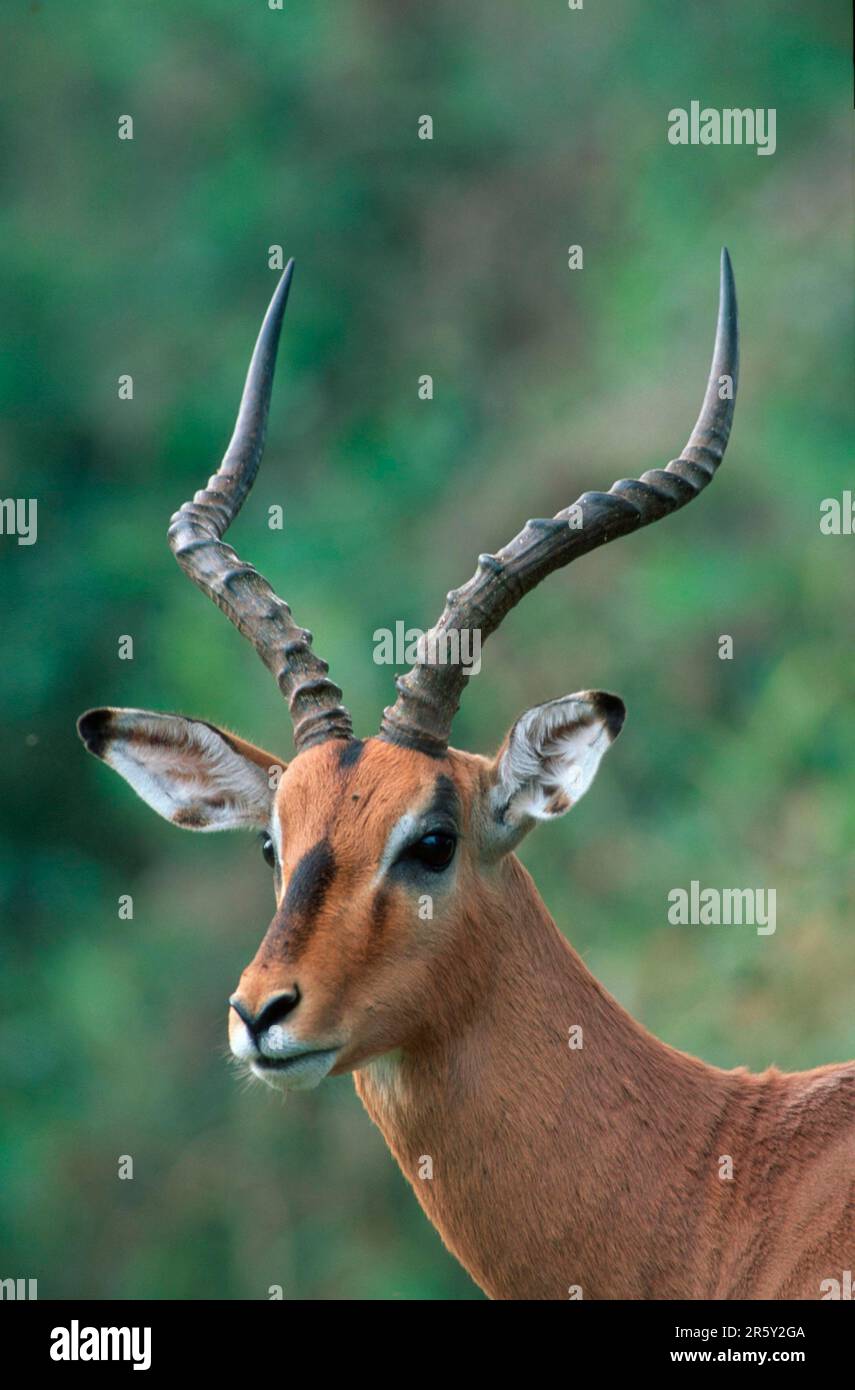 Impala (Aepyceros melampus), males, Kruger national park, South Africa ...