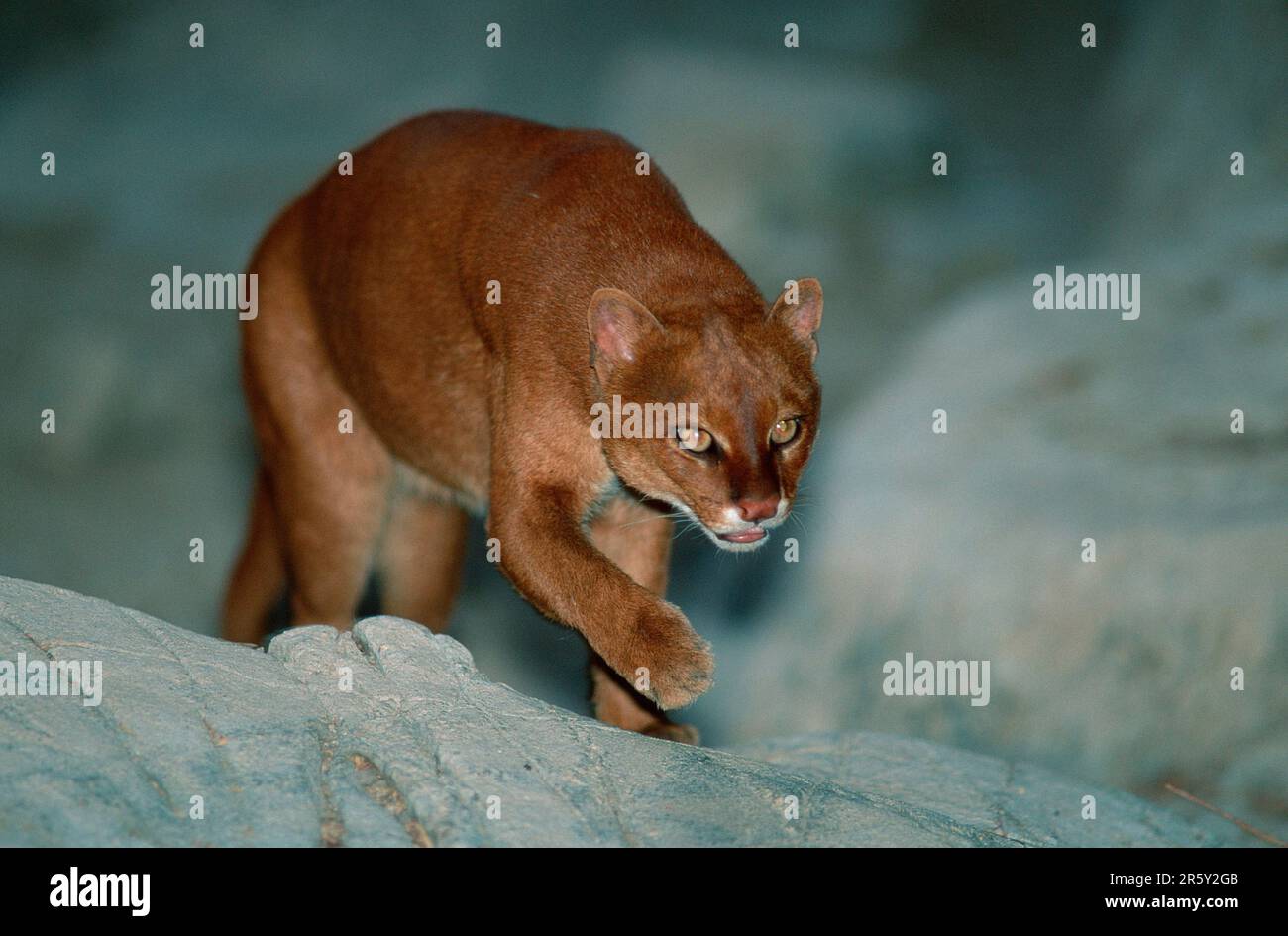 Jaguarundi hi-res stock photography and images - Alamy