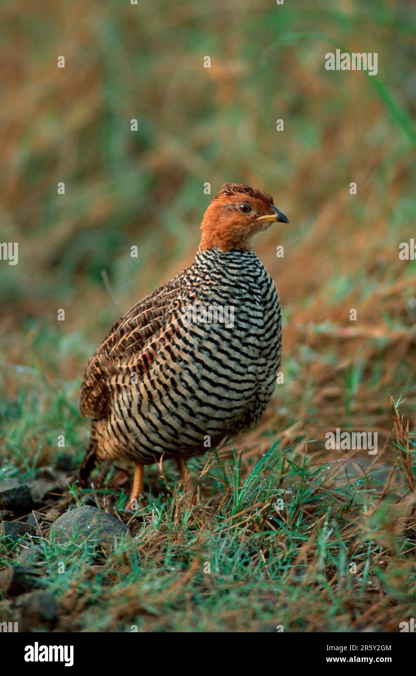 Coquis hi-res stock photography and images - Alamy