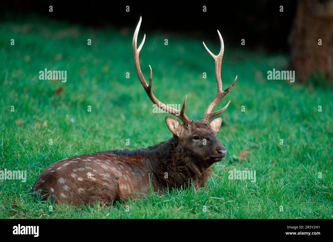 Sika Deer (Cervus nippon nippon), male, Sikahirsch, maennlich Stock Photo - Alamy