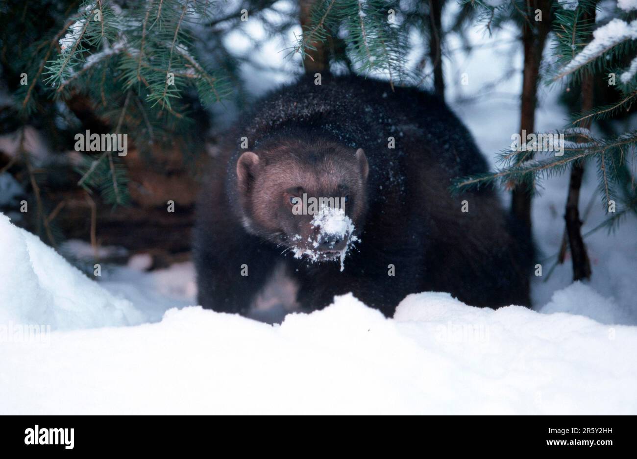 Wolverine (Gulo gulo), wolverine, bear marten, jaerv, snow, snow Stock ...
