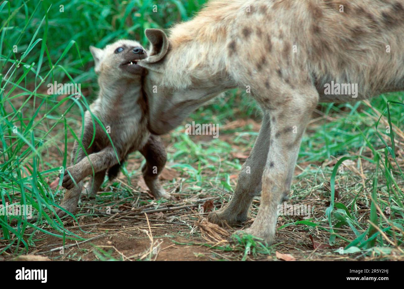 Spotted hyenas (Crocuta crocuta), female with young, Kruger National ...