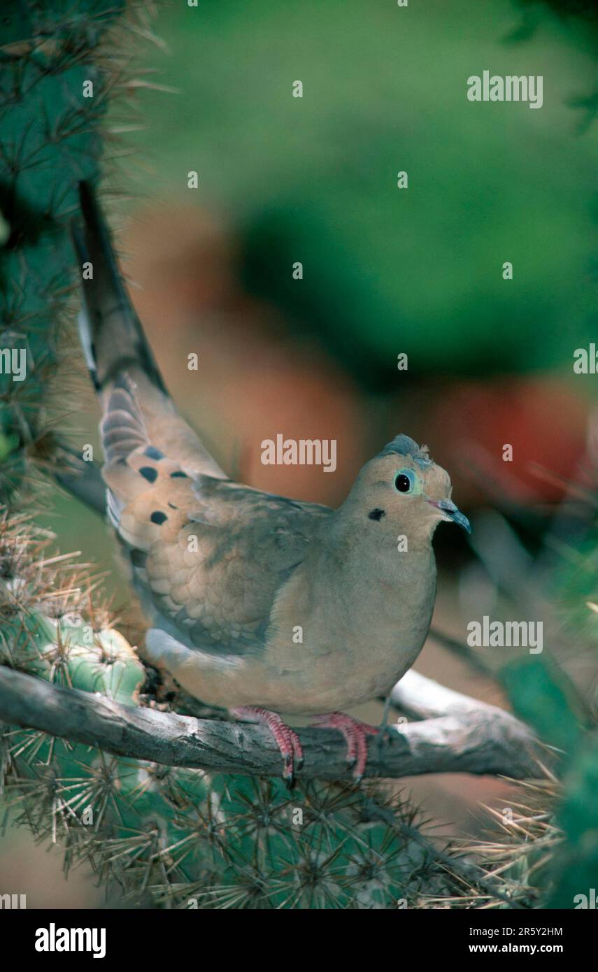 Mourning dove (Zenaida macroura), Arizona, USA, Sonoran Desert, America ...