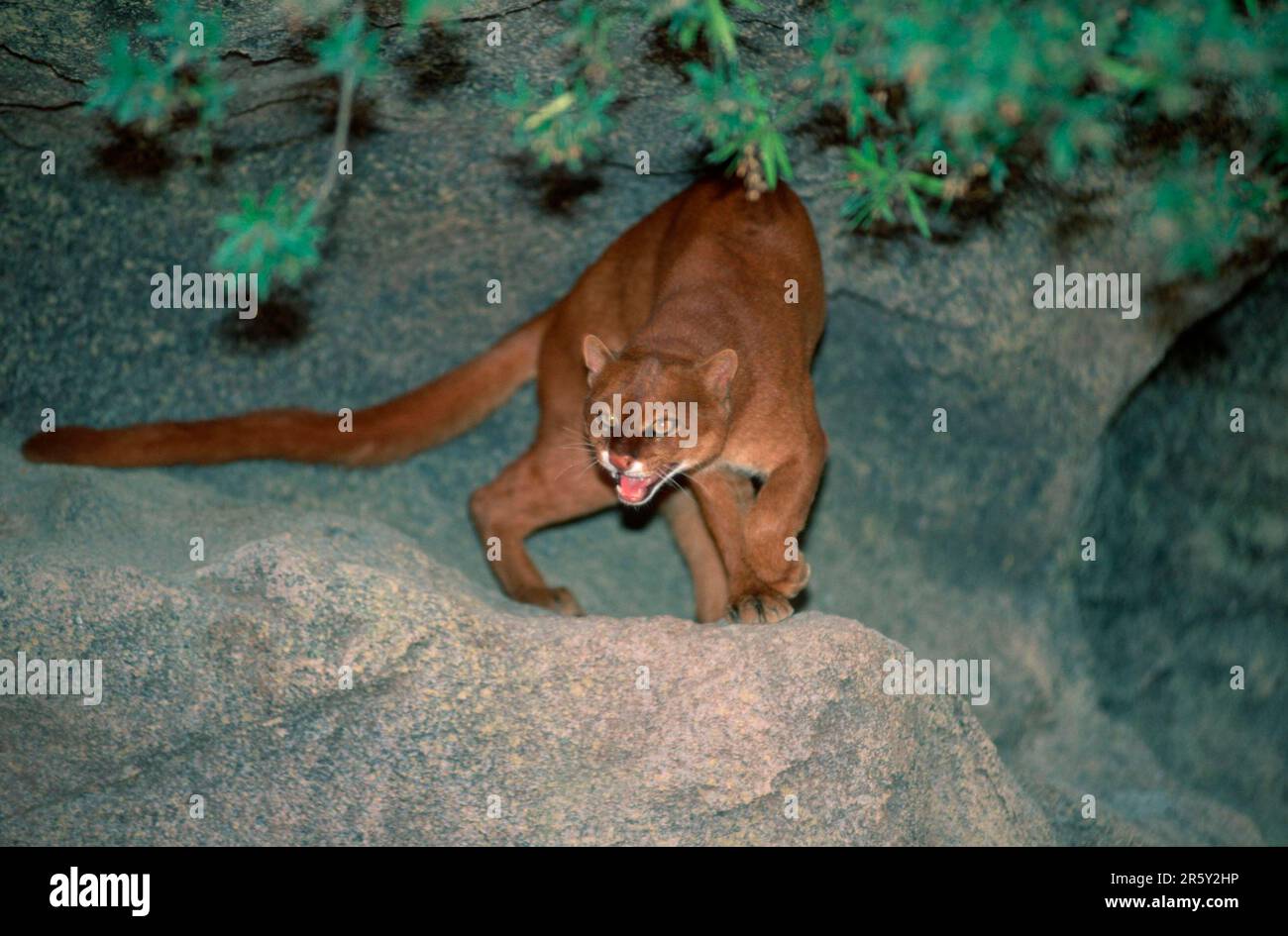 Jaguarundi (Felis yagouaroundi) (Herpailurus yagouaroundi), jaguarundi ...