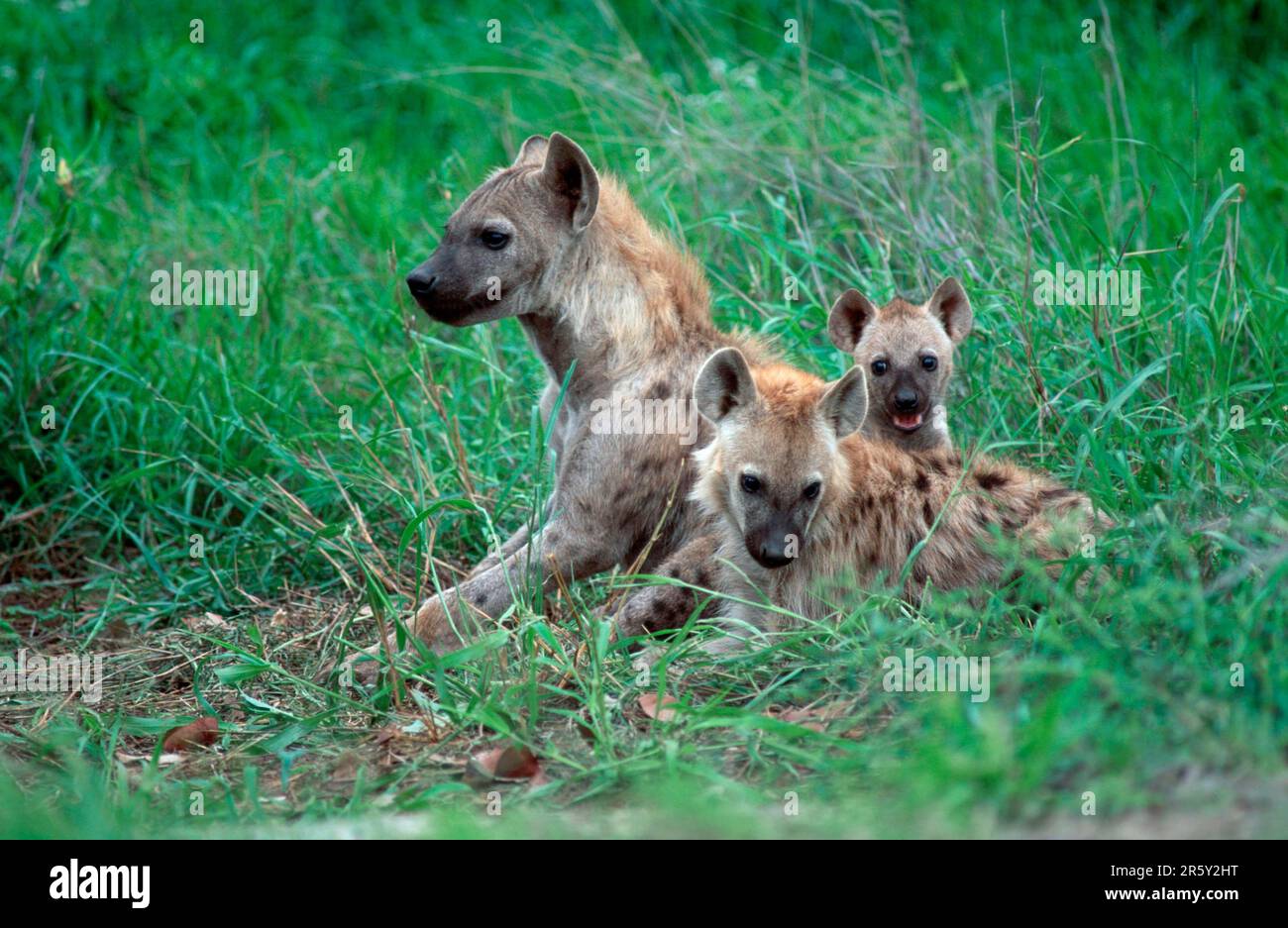 Spotted hyenas (Crocuta crocuta), female with cubs, Kruger National ...