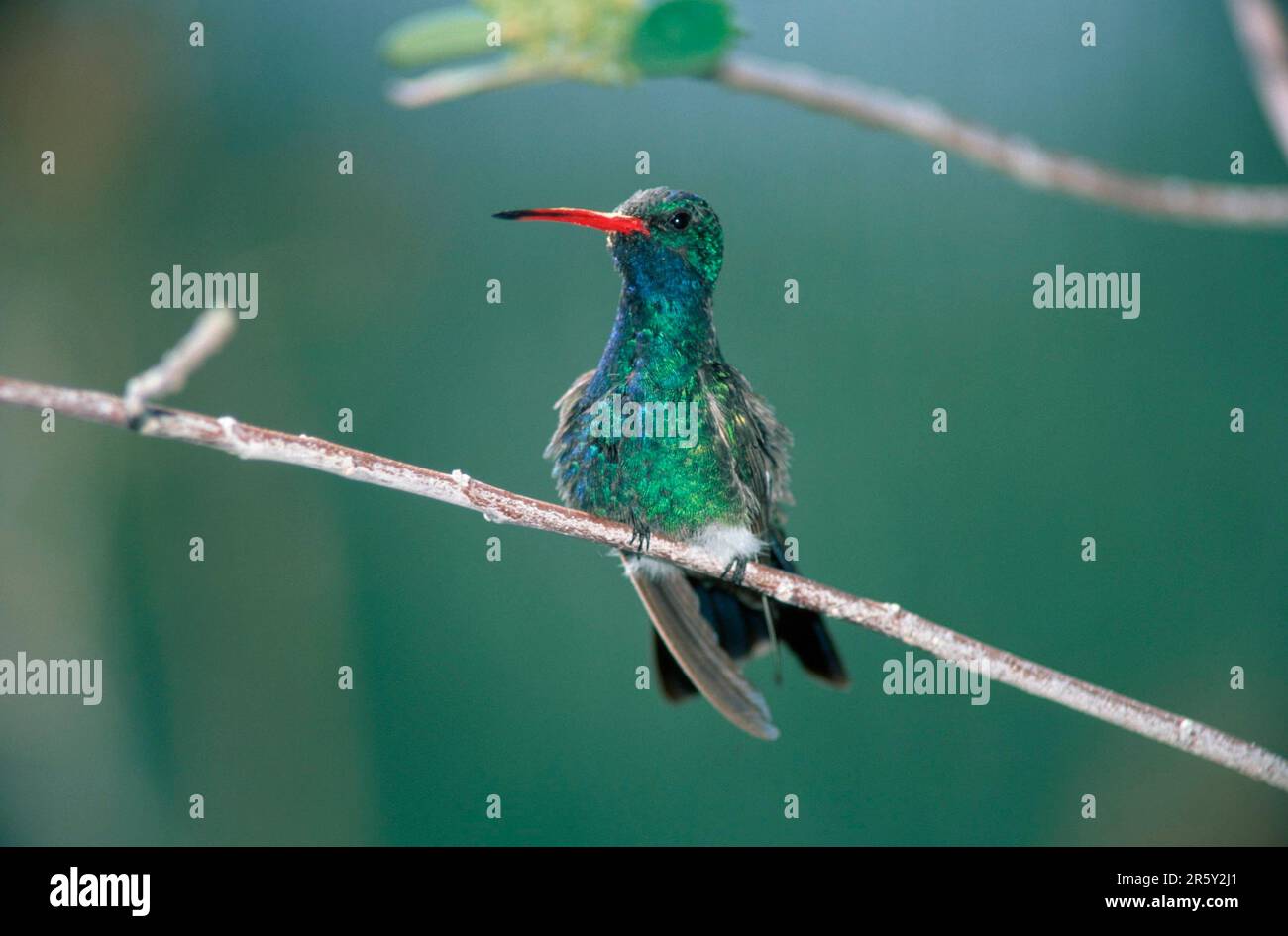 Broad-billed hummingbird (Cynanthus latirostris), male, Arizona, USA ...