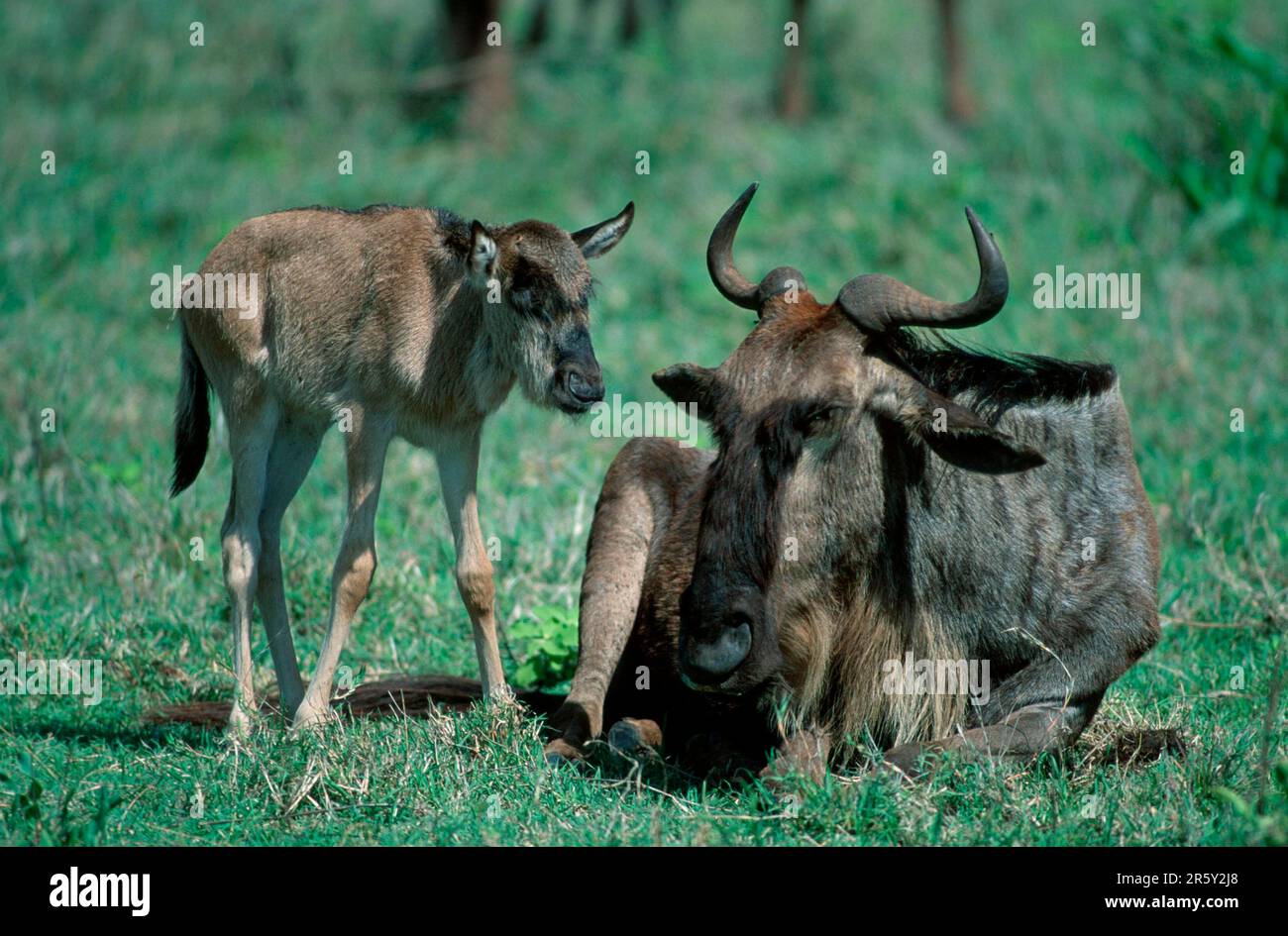 Blue Wildebeests, cow with calf, Serengeti National Park, Tanzania ...