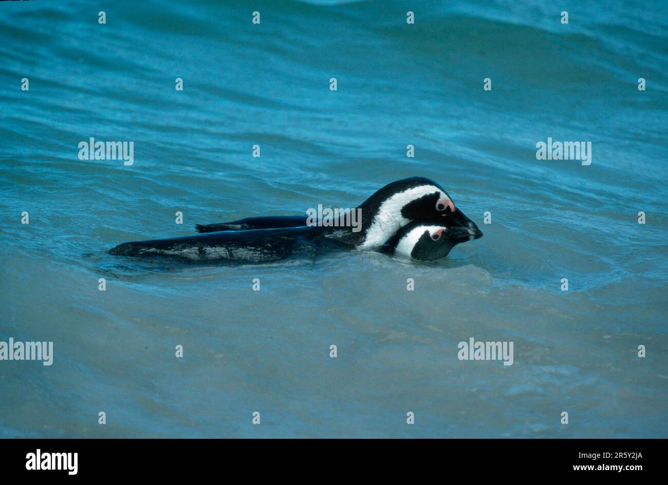 South africa penguin mating boulders hi-res stock photography and ...