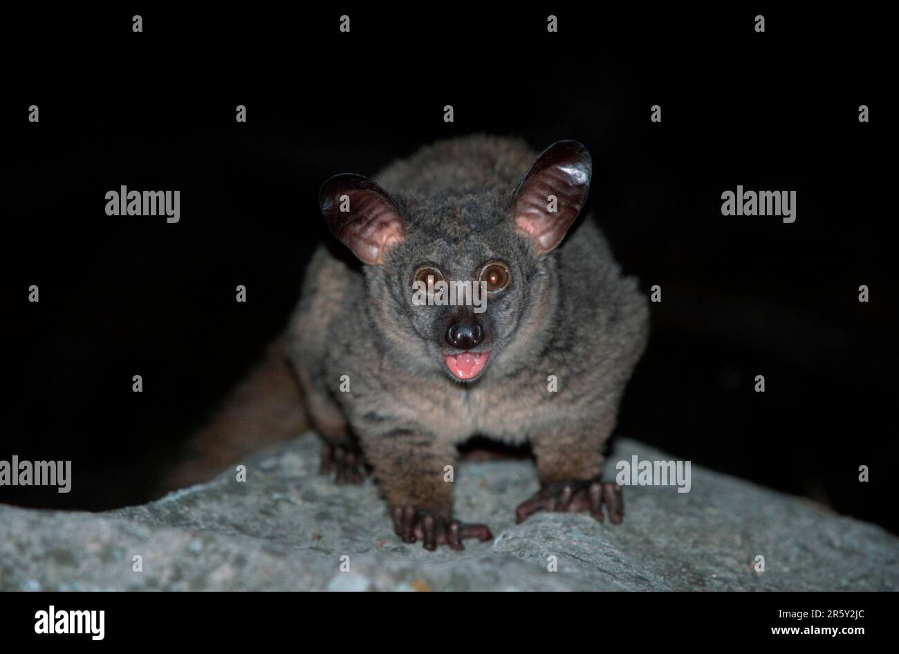 Thick-tailed Bushbaby, Itala Game Reserve, South Africa (Galago ...