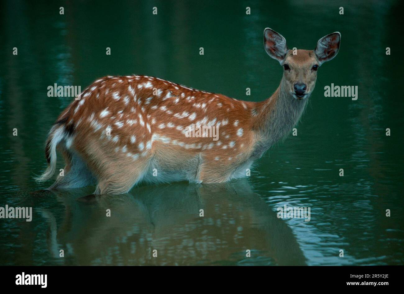 Japanese sika deer (Cervus nippon nippon), female, lateral, side Stock ...