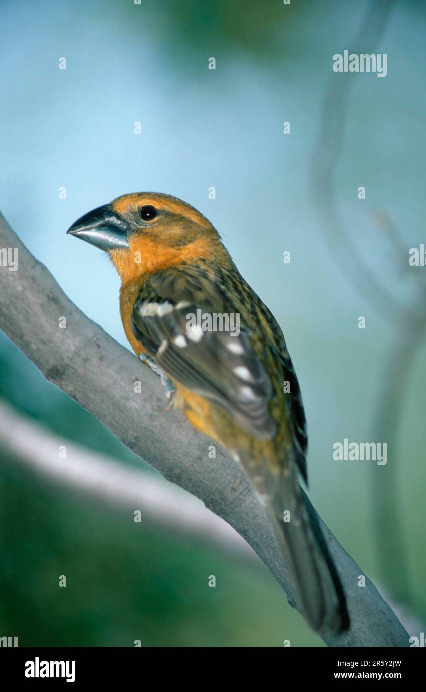 Yellow grosbeak (Pheucticus chrysopeplus), Arizona, USA, Sonoran Desert ...