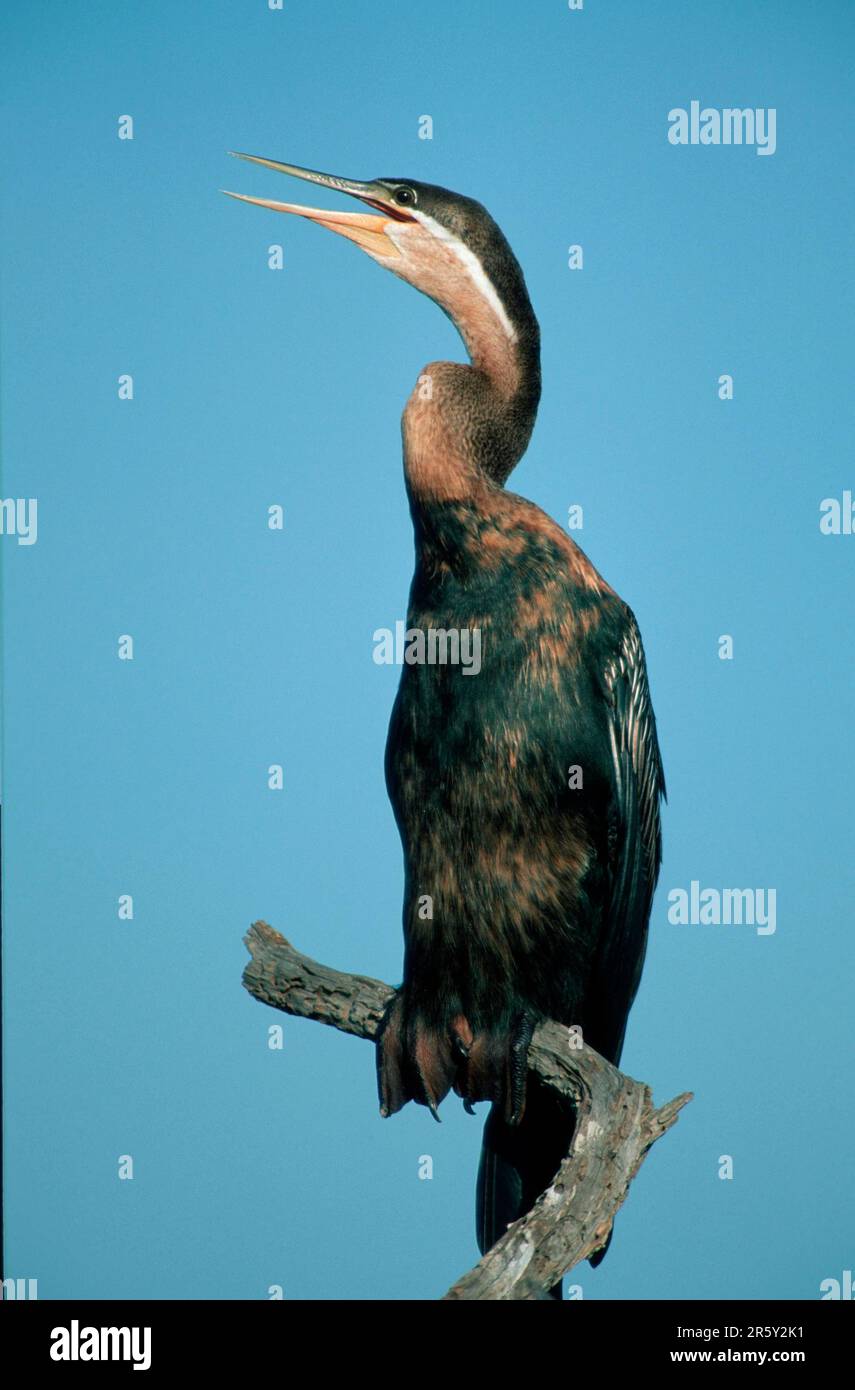 African darter (Anhinga rufa), Pilanesberg Park, South Africa nish ...