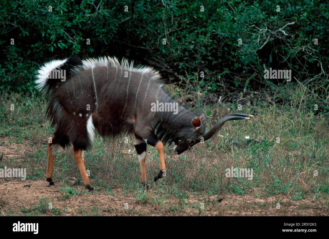 Nyala, male, Mkuzi Game Reserve, South Africa (Tragelaphus angasi ...
