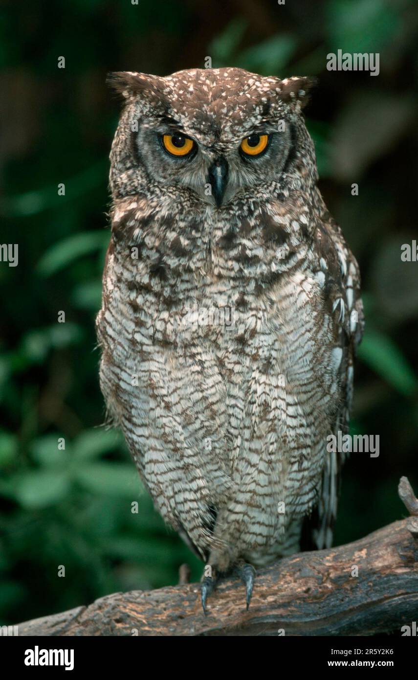 Spotted Eagle-owl (Bubo africanus), South Africa, spotted eagle-owl, South Africa, animals ...