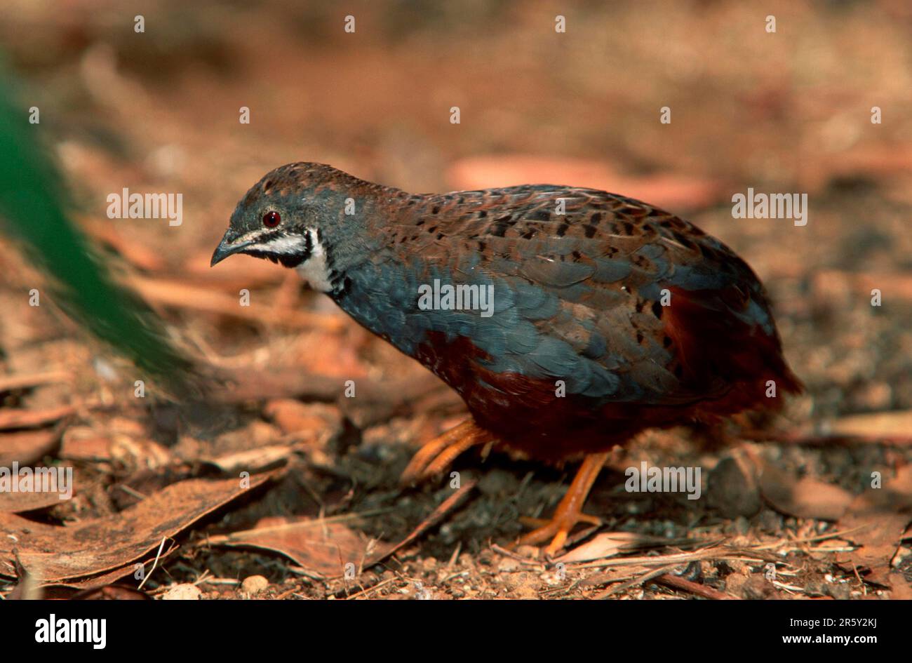 Indian Blue Quail, male (Coturnix chinensis Stock Photo - Alamy