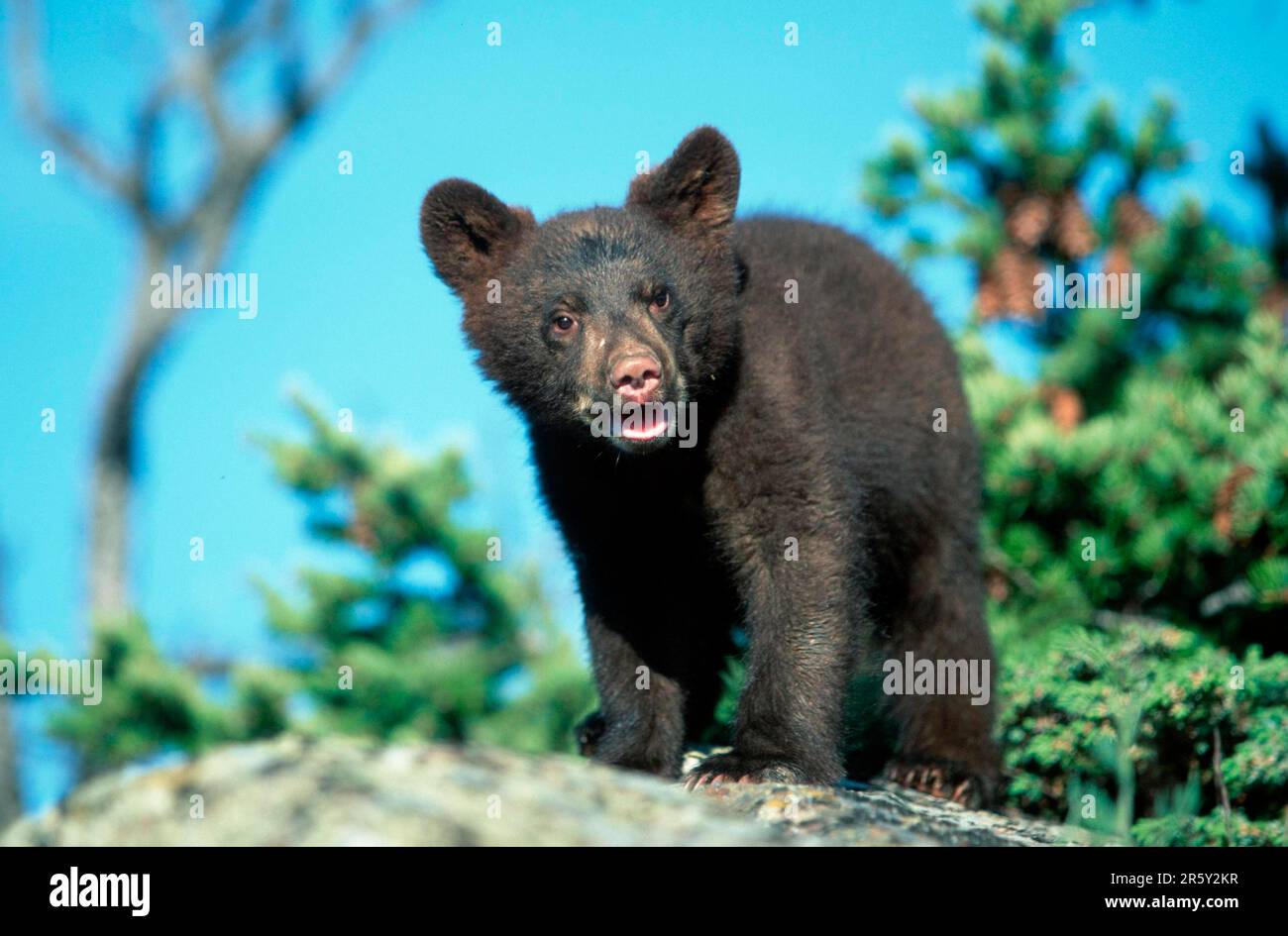 American Black Bear (Ursus americanus) young, american black bear ...