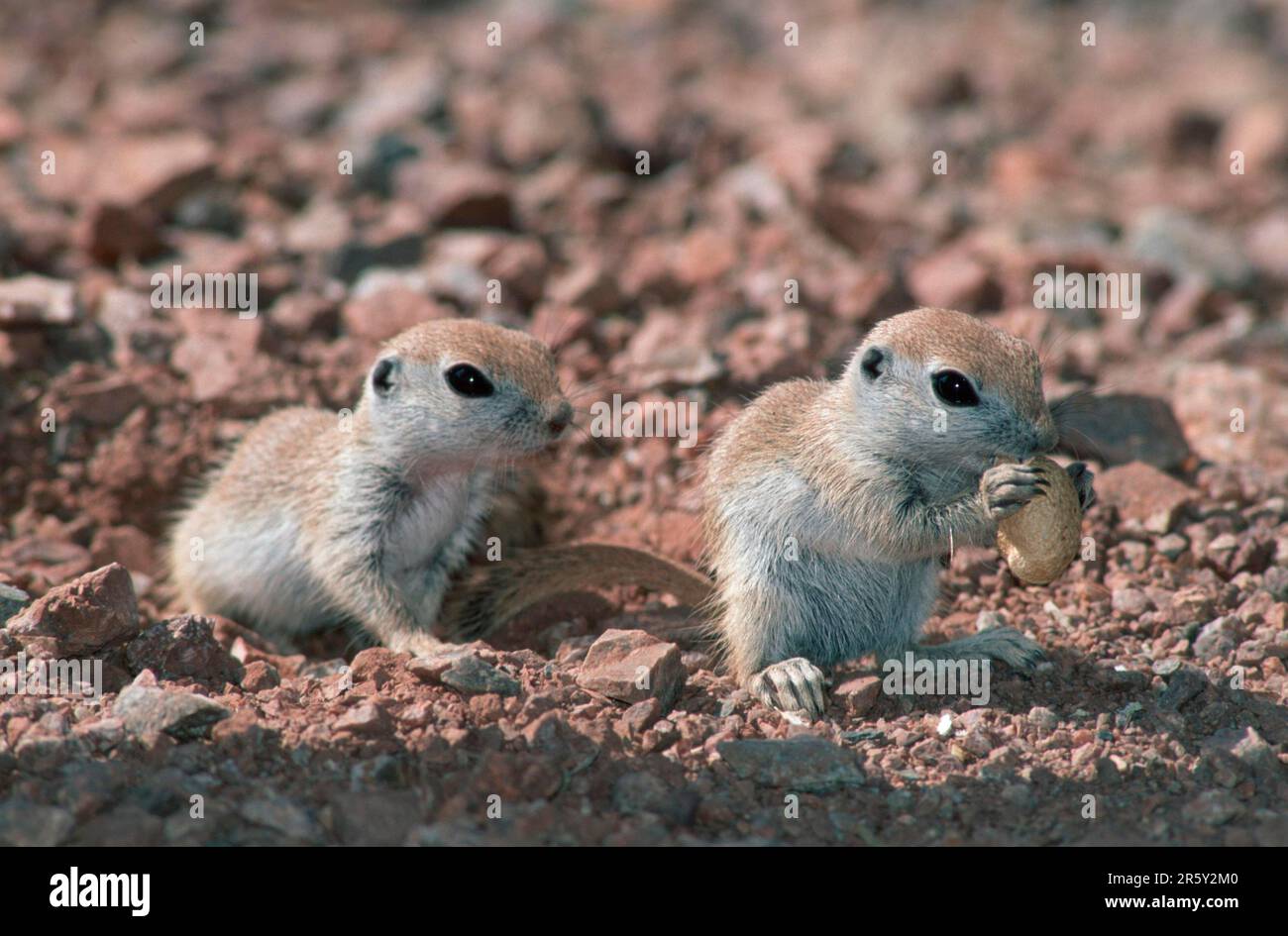 Round-tailed squirrel, Sonoran Desert, Arizona, USA (Citellus ...