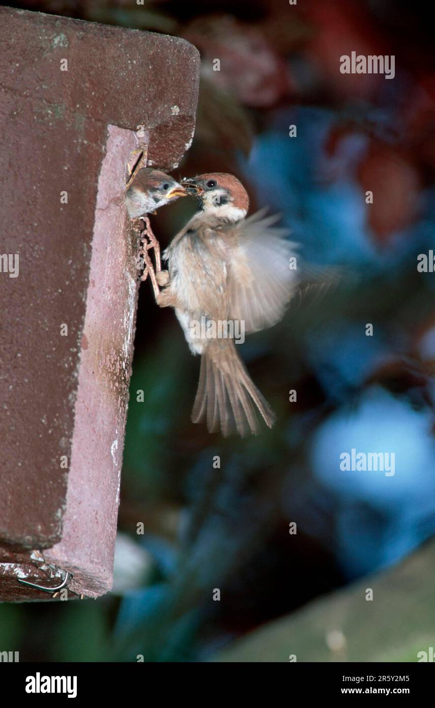 Tree sparrow feeding young bird at nest box, Germany, Europe, animals ...
