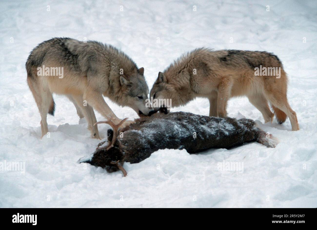 Wolves with deer carcass, gray wolves (Canis lupus) with deer carcass ...