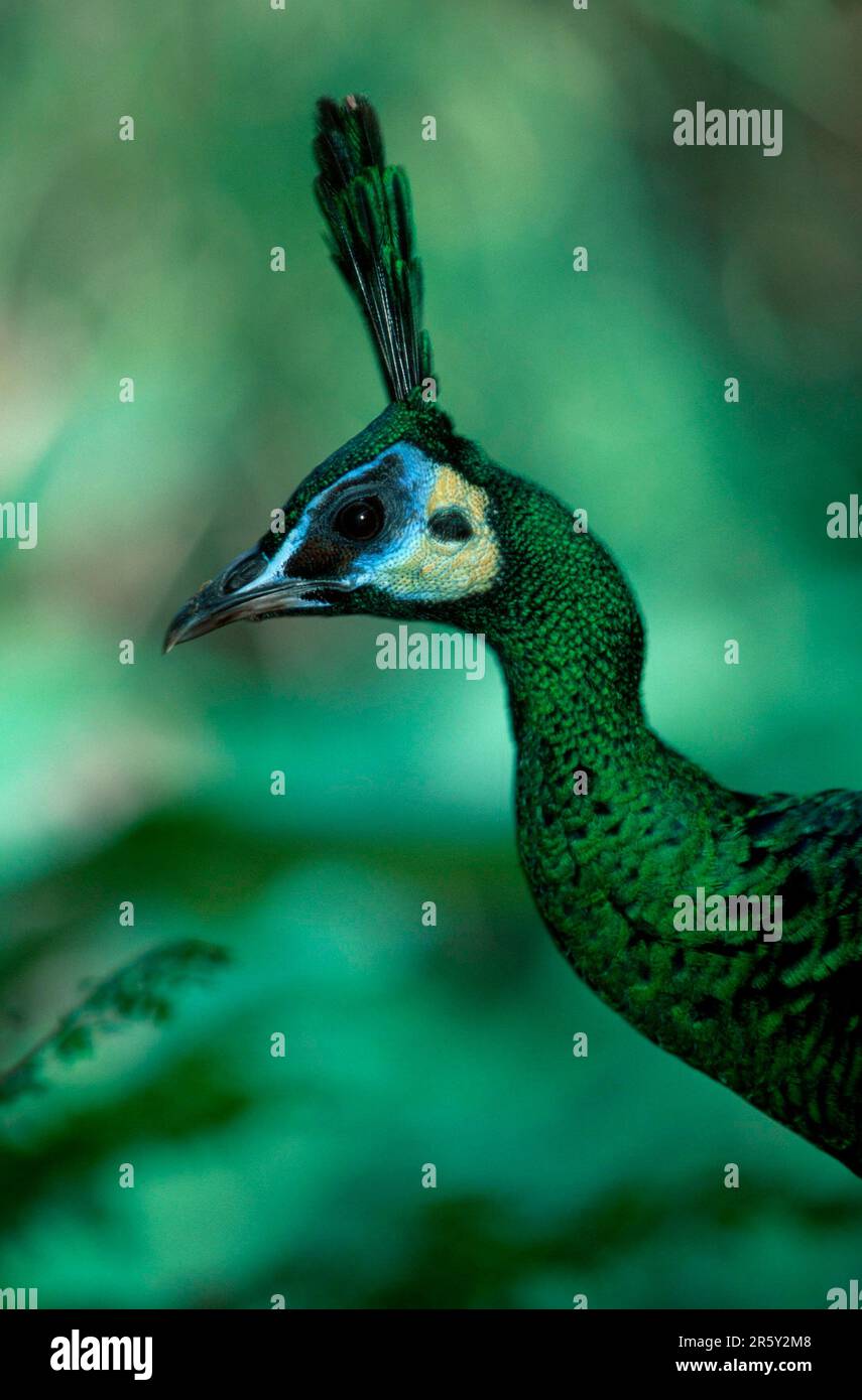 Gallinaceous birds hi-res stock photography and images - Alamy
