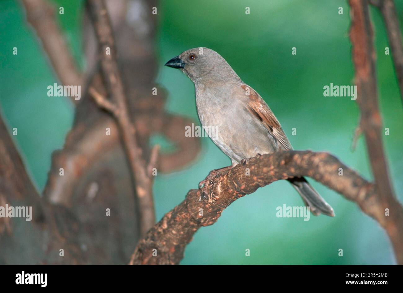 Northern grey-headed sparrow (Passer griseus), Samburu Game Reserve ...